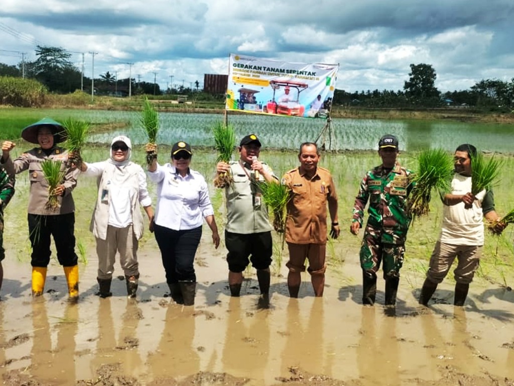 Semangat Petani Merauke; Tanam Padi Serentak Demi Swasembada Pangan ...